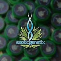 Exotic Genetix - Galactic Runtz (F) - Supreme Seed Bank