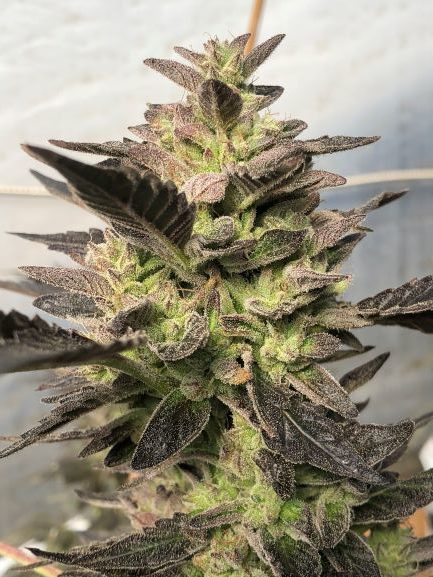 Warlock Genetics - Patriarch #1 - Supreme Seed Bank