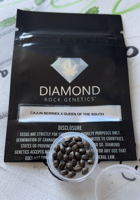 Diamond Rock Genetics - Queen of the Sounth x Cajun Berries - Supreme ...