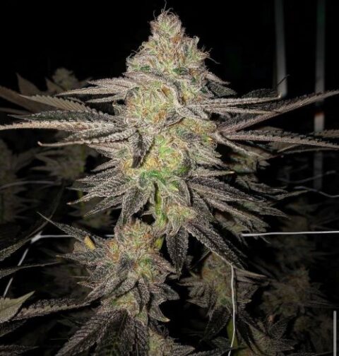 Wolf Pack Selections - Guava Runtz (F) - Supreme Seed Bank - Cannabis ... Wolf Pack Selections - Guava Runtz (F) - Supreme Seed Bank - Cannabis ...