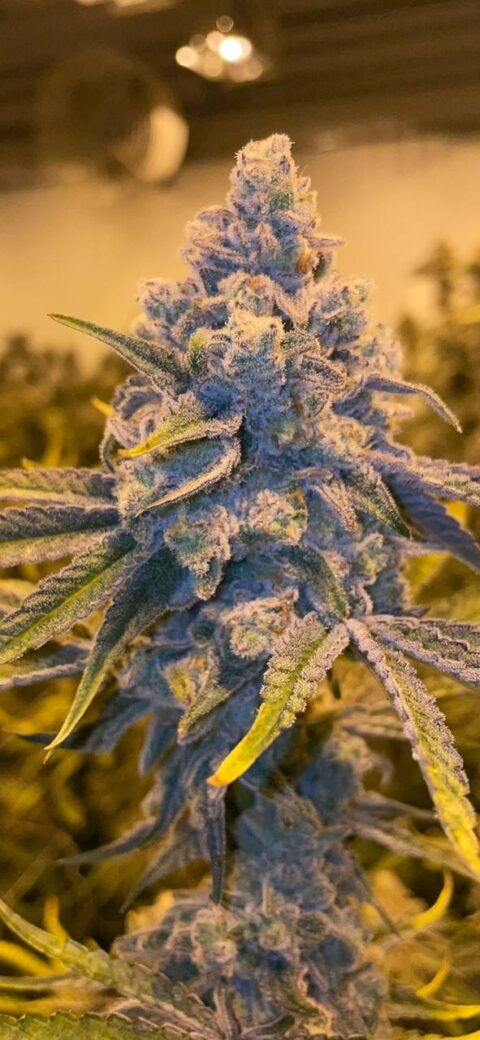 Seed Junky Genetics- Juicee J - Supreme Seed Bank