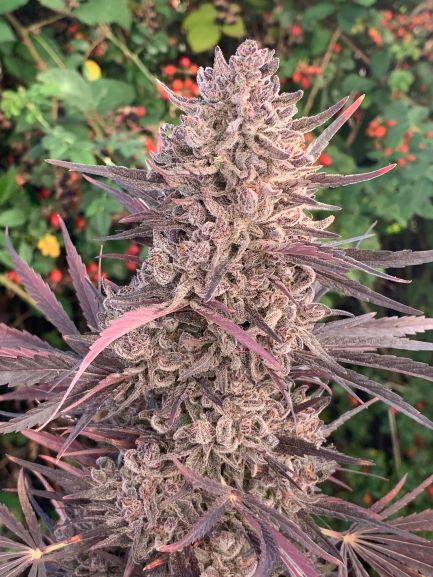 Massive Seeds - Purple Chem Punch - Supreme Seed Bank