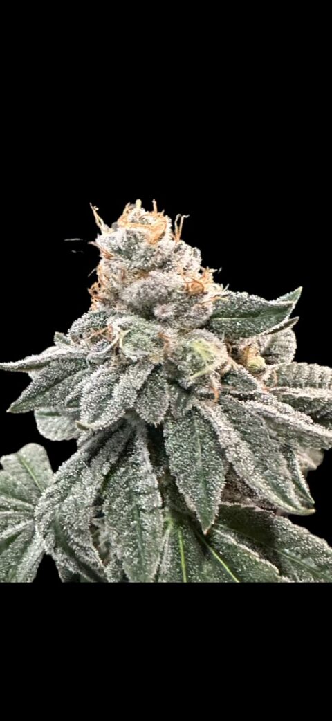 FrostWorld Genetics - G Tangerine X God Bud - Supreme Seed Bank ...