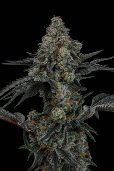 Seed Junky Genetics- Yellow Straws (Feminized) - Supreme Seed Bank