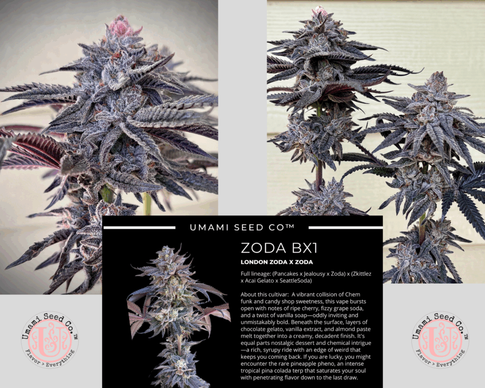 Home - Supreme Seed Bank